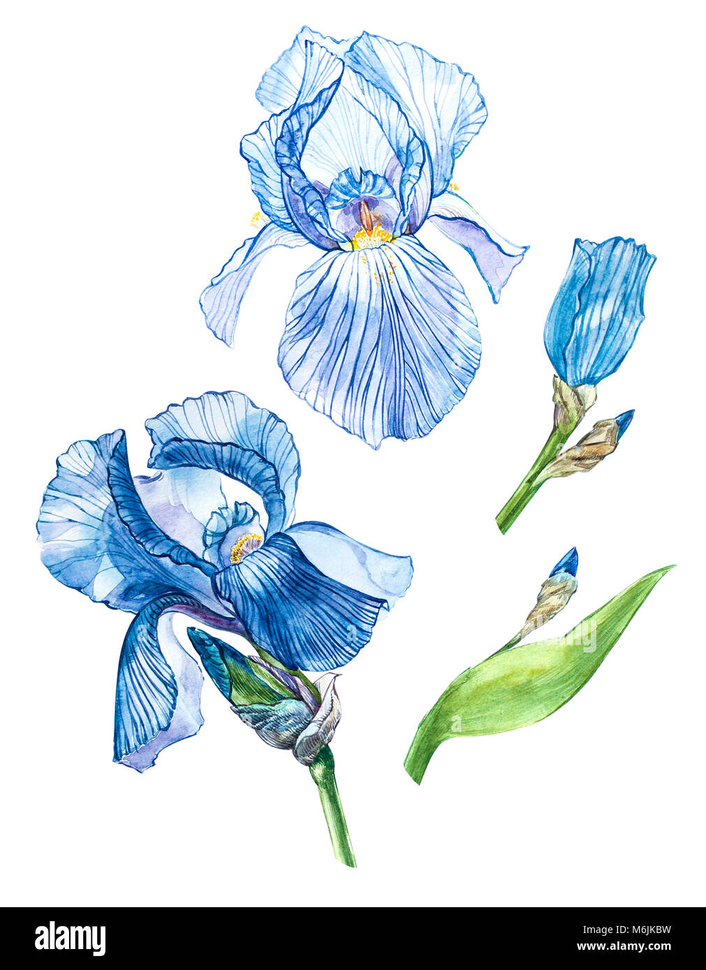 Flowers of Iris. Watercolor hand drawn botanical illustration of ...