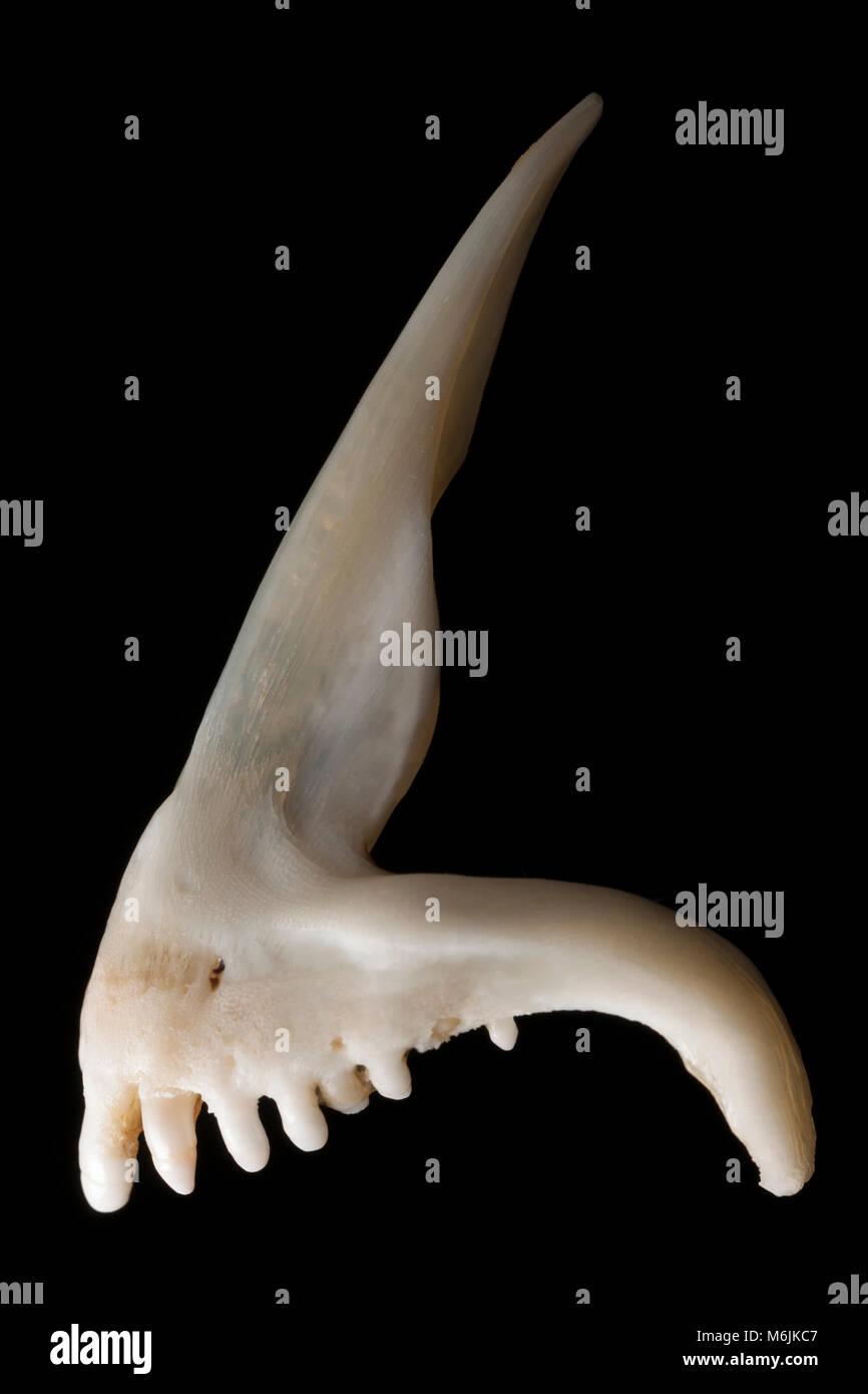 Detail of ballan wrasse top jaw bone showing dentition. Wrasse are ...