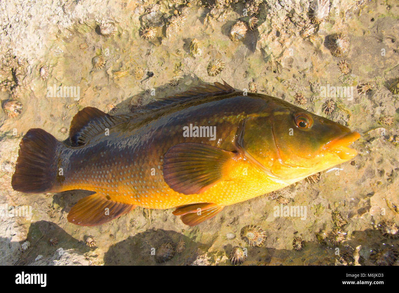 A Ballan wrasse, Labrus bergylta, caught lure fishing around Portland ...