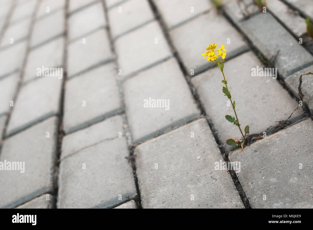 flower growing through the paving stone at sunset Stock Photo - Alamy