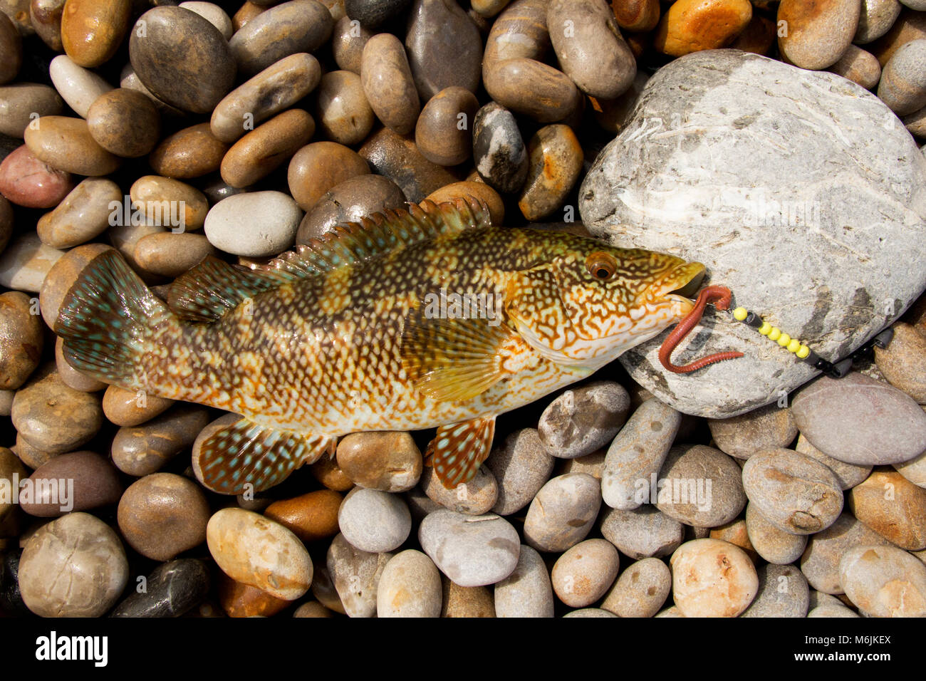A Ballan wrasse, Labrus bergylta, caught lure fishing around Portland ...