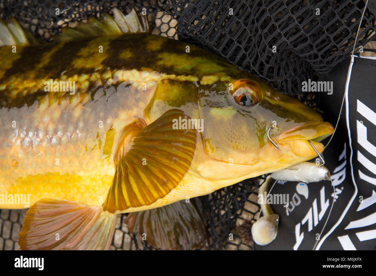 A Ballan wrasse, Labrus bergylta, caught lure fishing around Portland ...