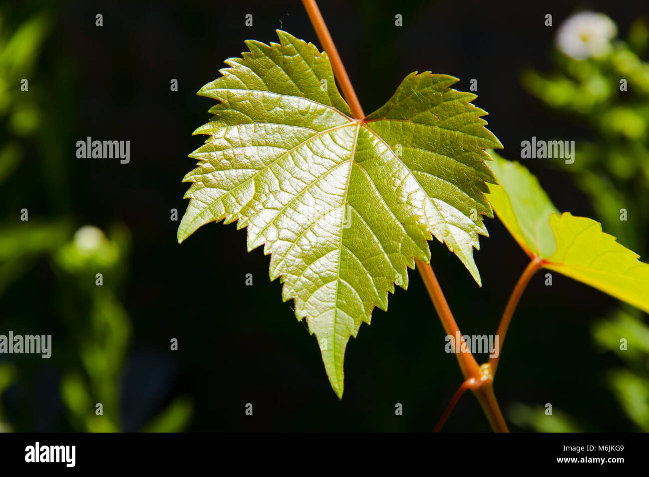 Young grapevine buds hi-res stock photography and images - Alamy