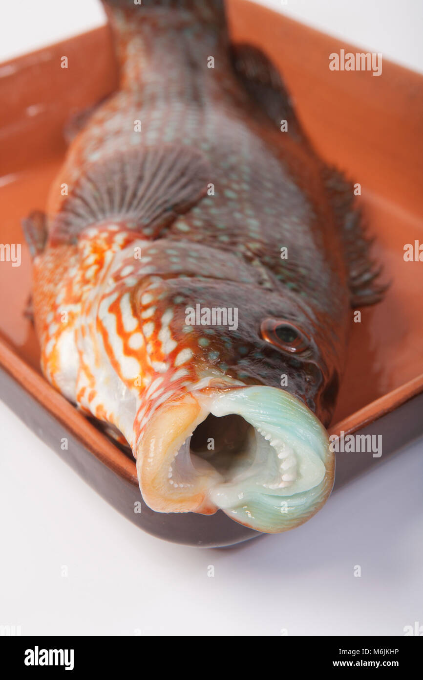 A Ballan wrasse, Labrus bergylta, caught lure fishing around Portland ...