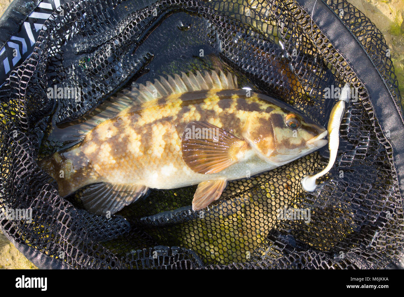 A Ballan wrasse, Labrus bergylta, caught lure fishing around Portland ...
