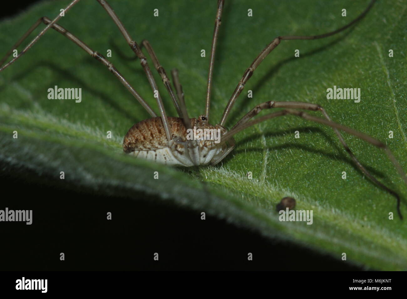 Close up photos of insects Stock Photo - Alamy