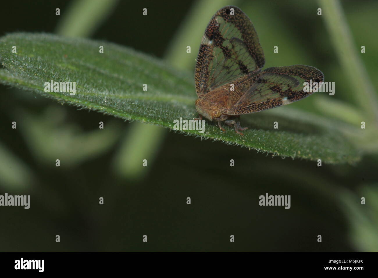 Close up photos of insects Stock Photo - Alamy