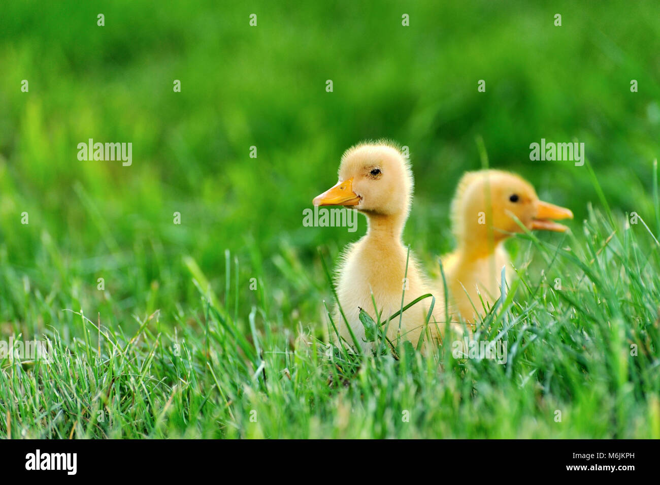 Small duck on the background of green grass Stock Photo - Alamy