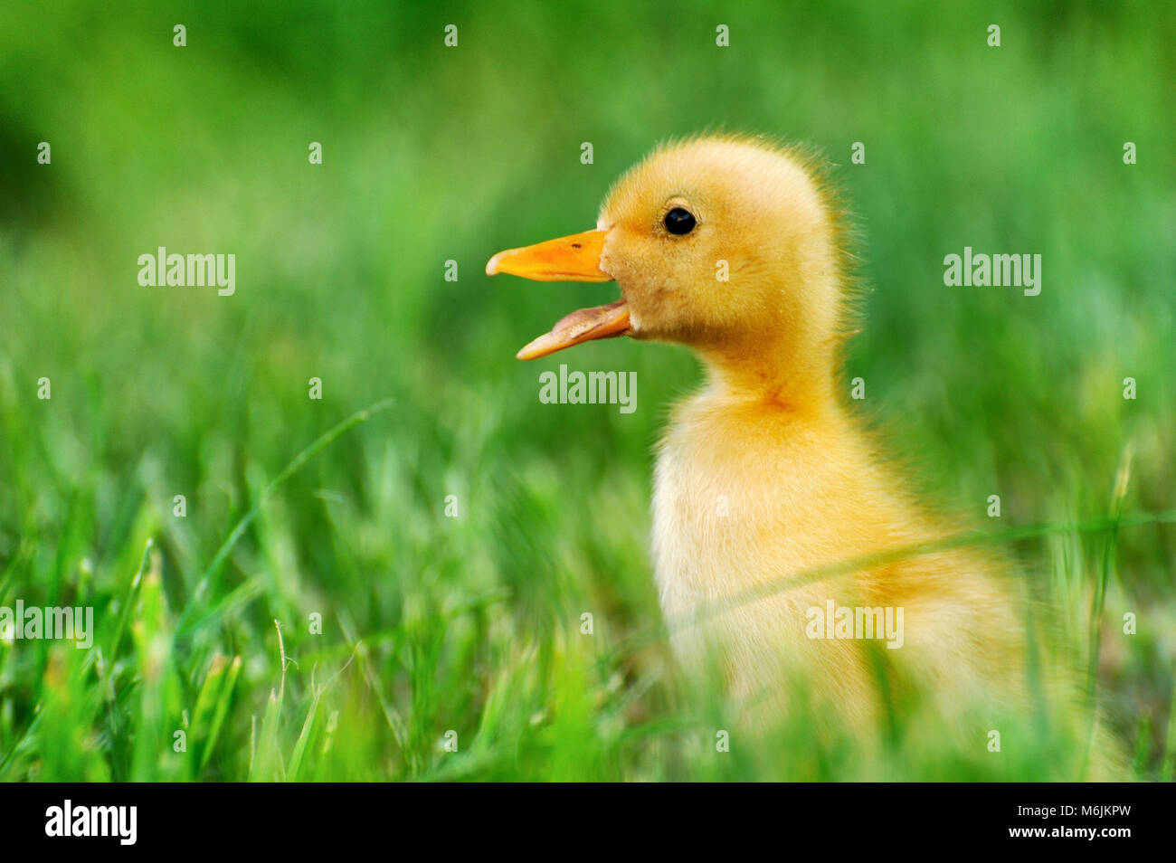 Small duck on the background of green grass Stock Photo - Alamy