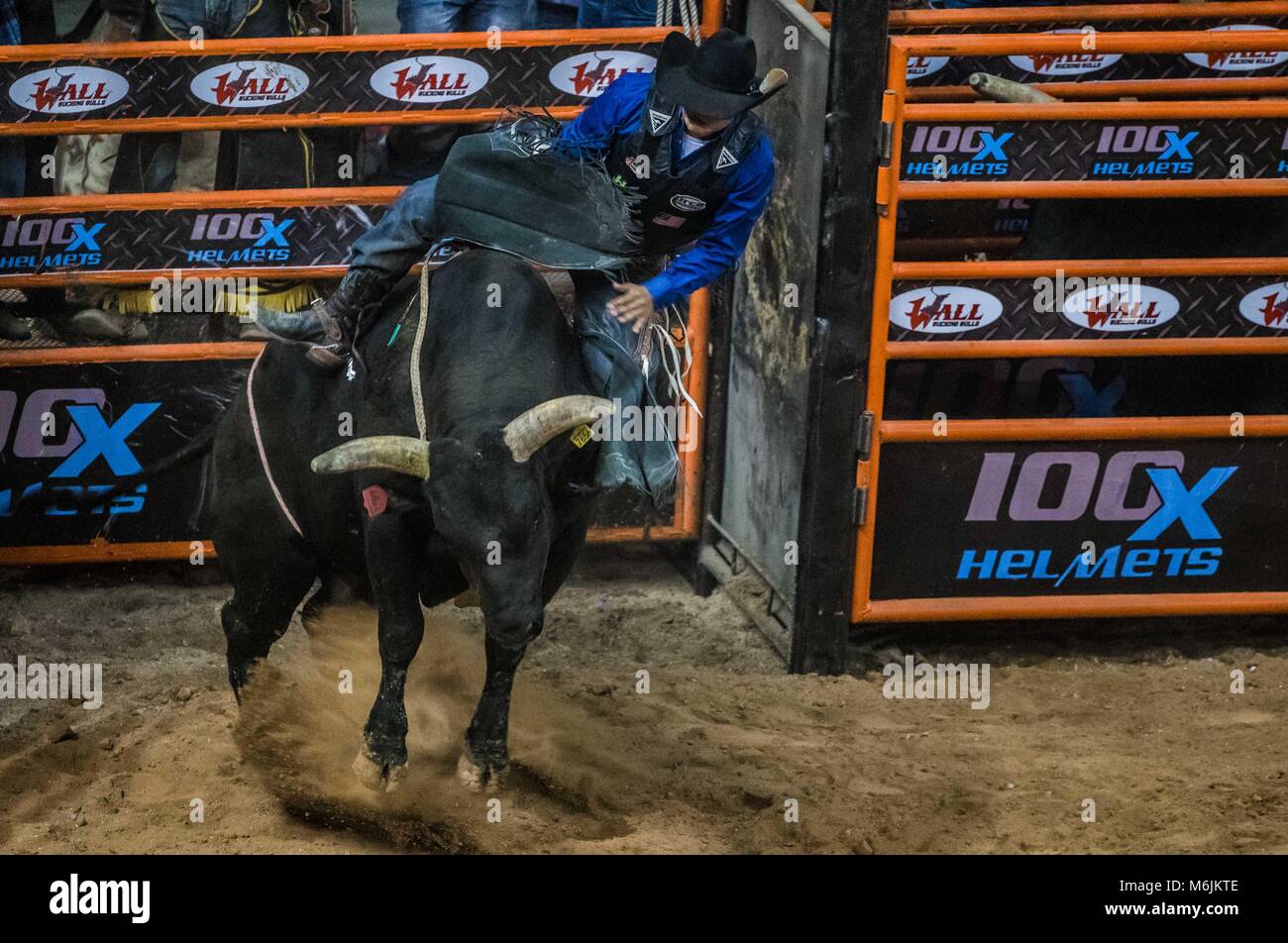 Cowboys sport, horse riding and bull riding, a strong circuit in ...