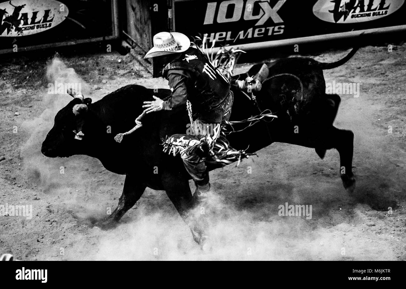 Cowboys sport, horse riding and bull riding, a strong circuit in ...