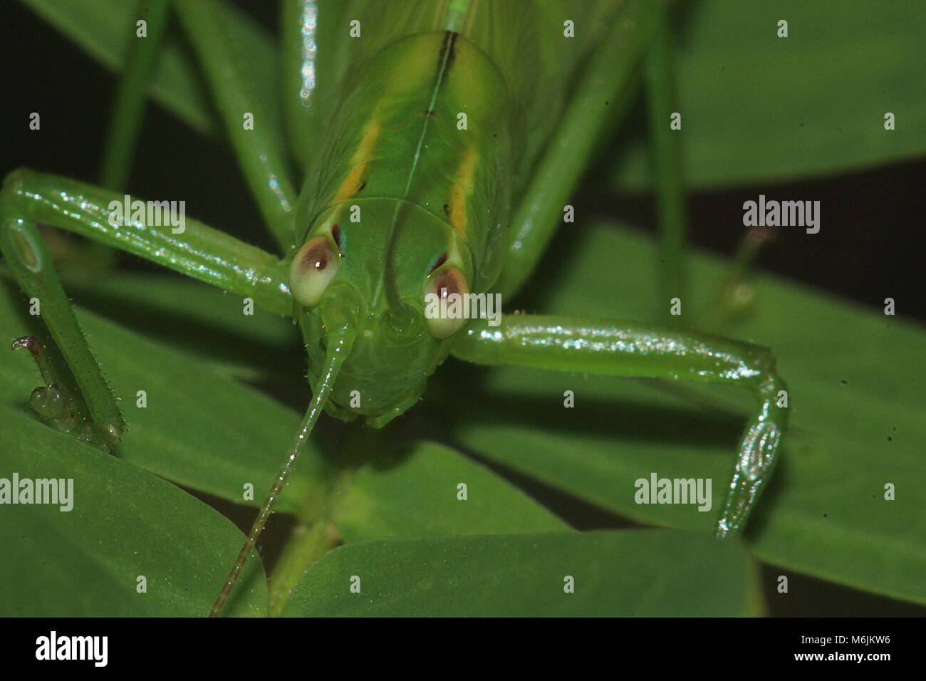Close up photos of insects Stock Photo - Alamy