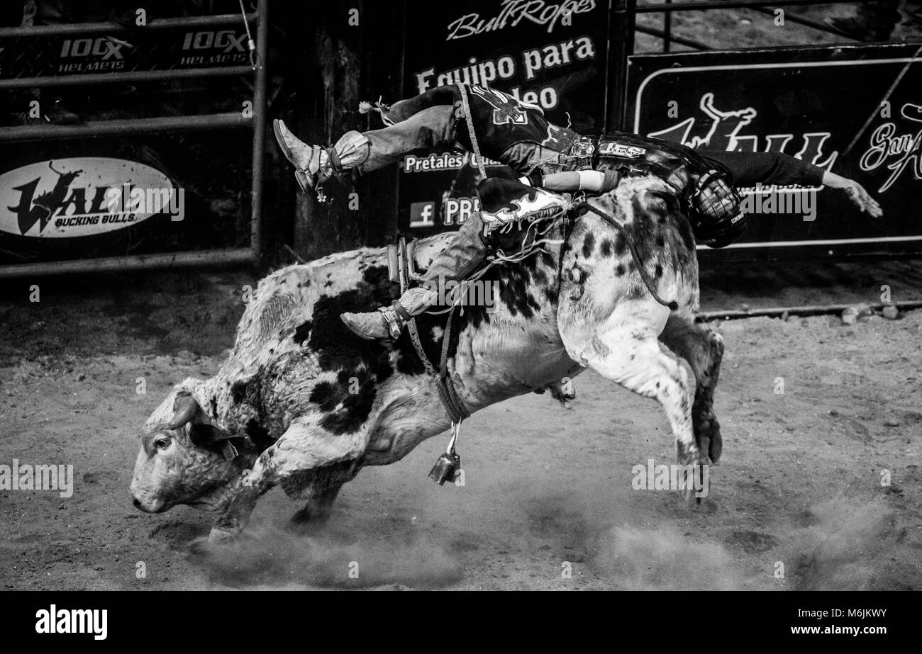 Cowboys sport, horse riding and bull riding, a strong circuit in ...