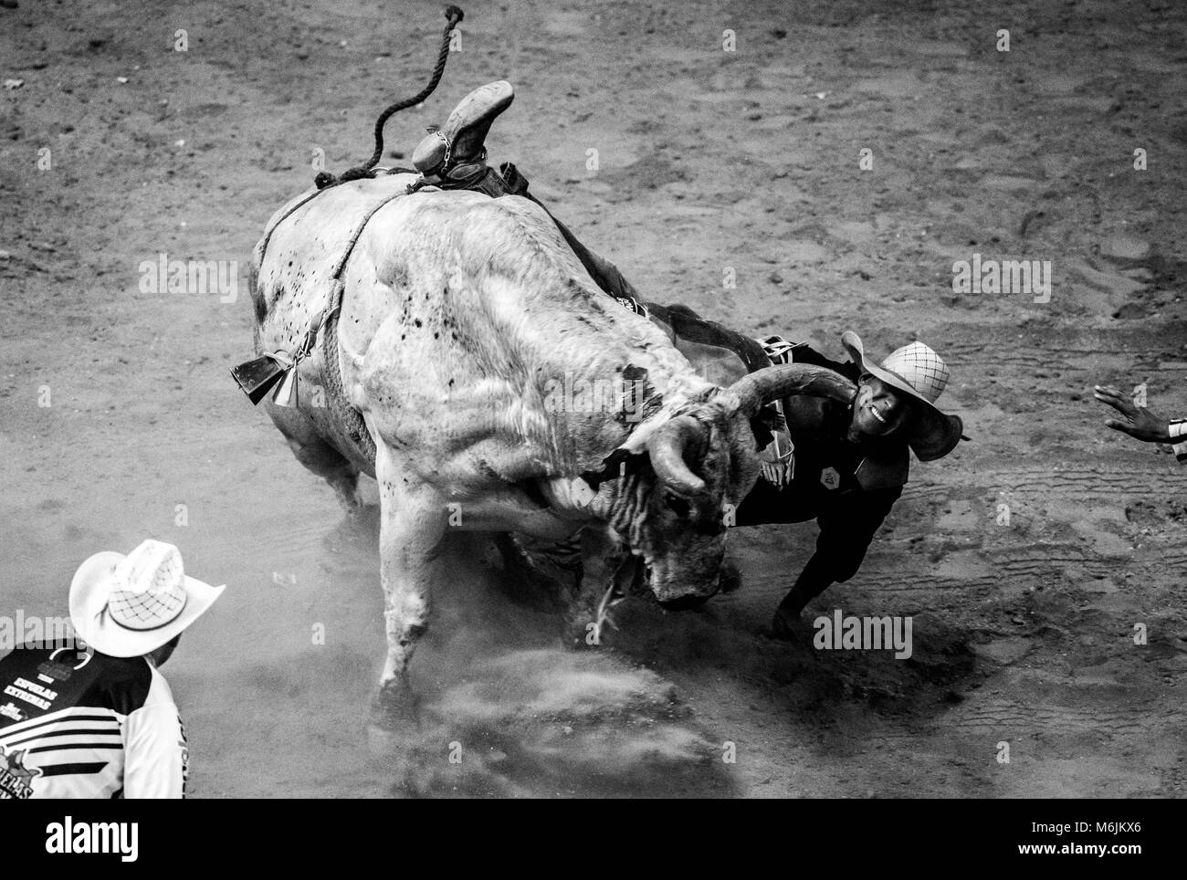 Cowboys sport, horse riding and bull riding, a strong circuit in ...