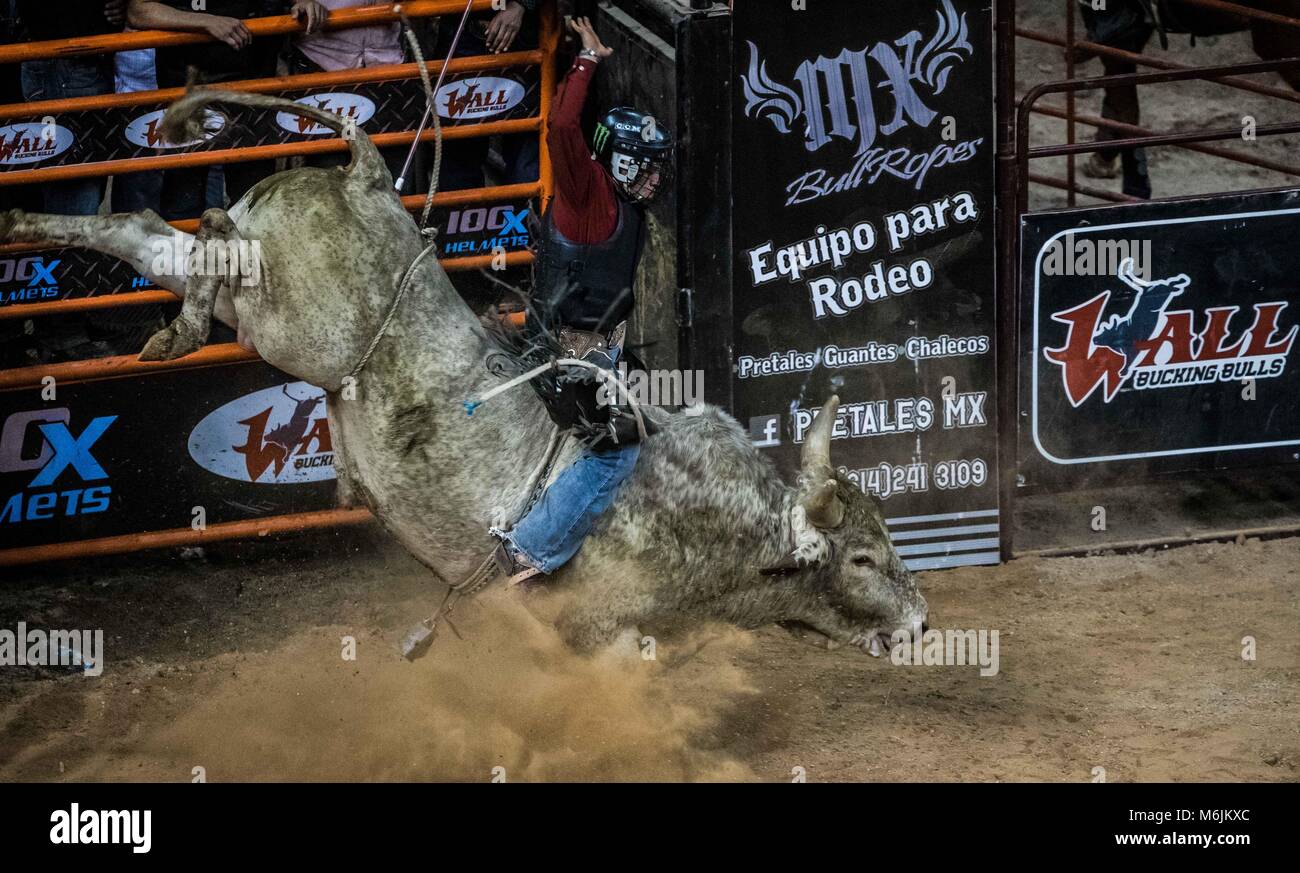 Cowboys sport, horse riding and bull riding, a strong circuit in ...