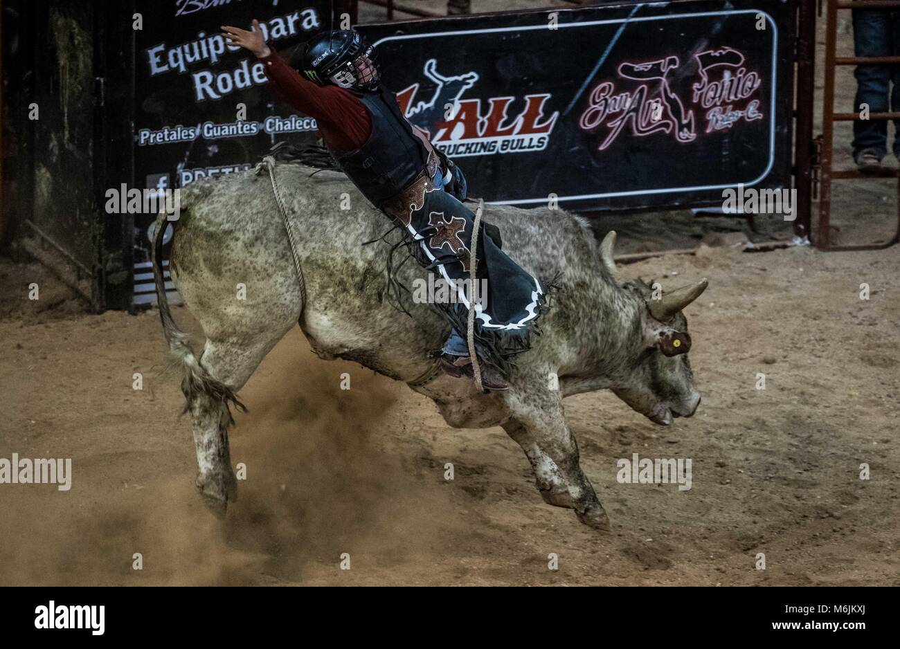 Cowboys sport, horse riding and bull riding, a strong circuit in ...