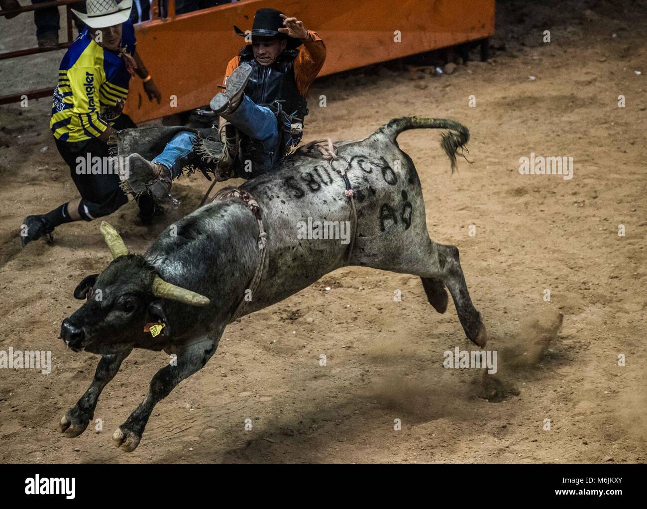 Cowboys sport, horse riding and bull riding, a strong circuit in ...