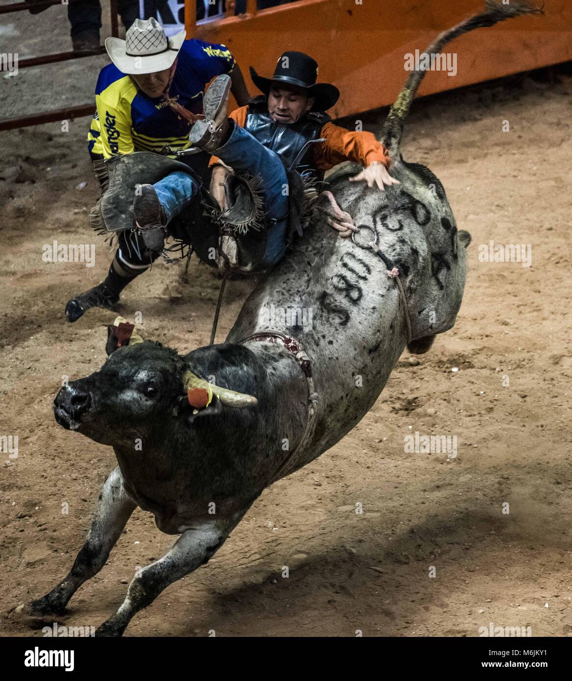 Cowboys sport, horse riding and bull riding, a strong circuit in ...