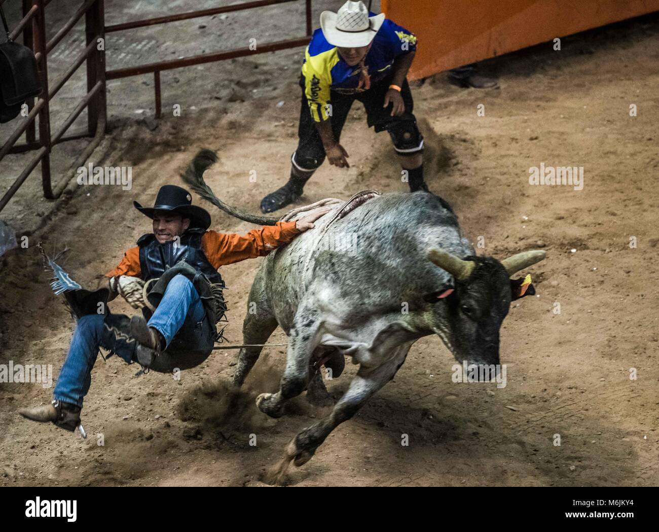 Cowboys sport, horse riding and bull riding, a strong circuit in ...