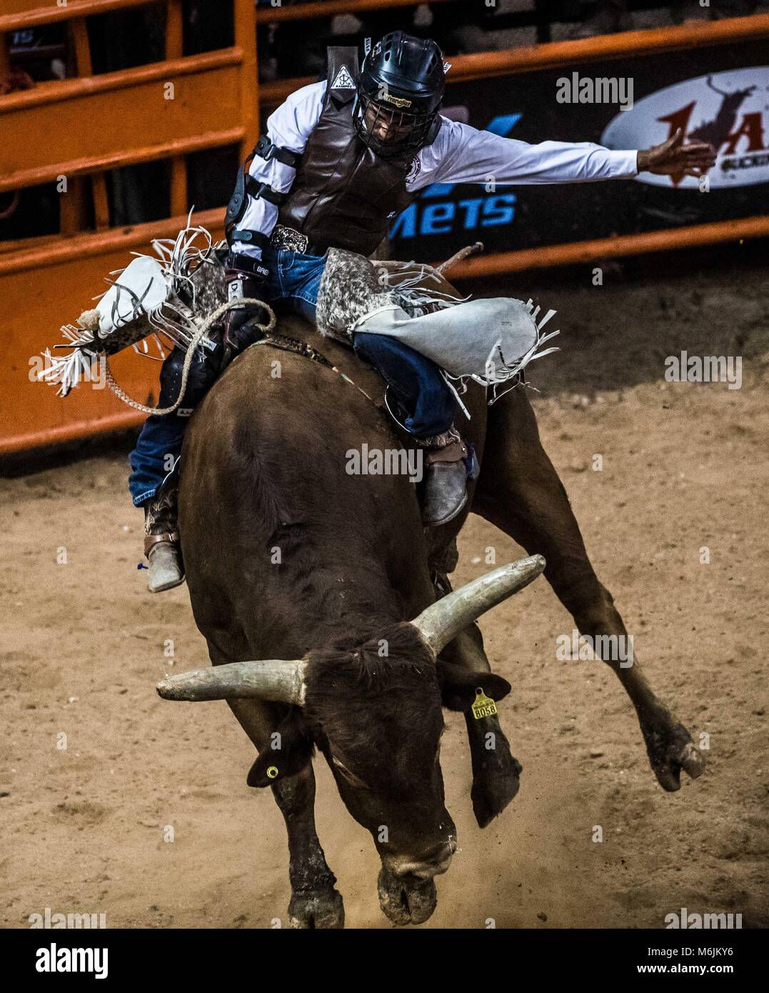 Cowboys sport, horse riding and bull riding, a strong circuit in ...