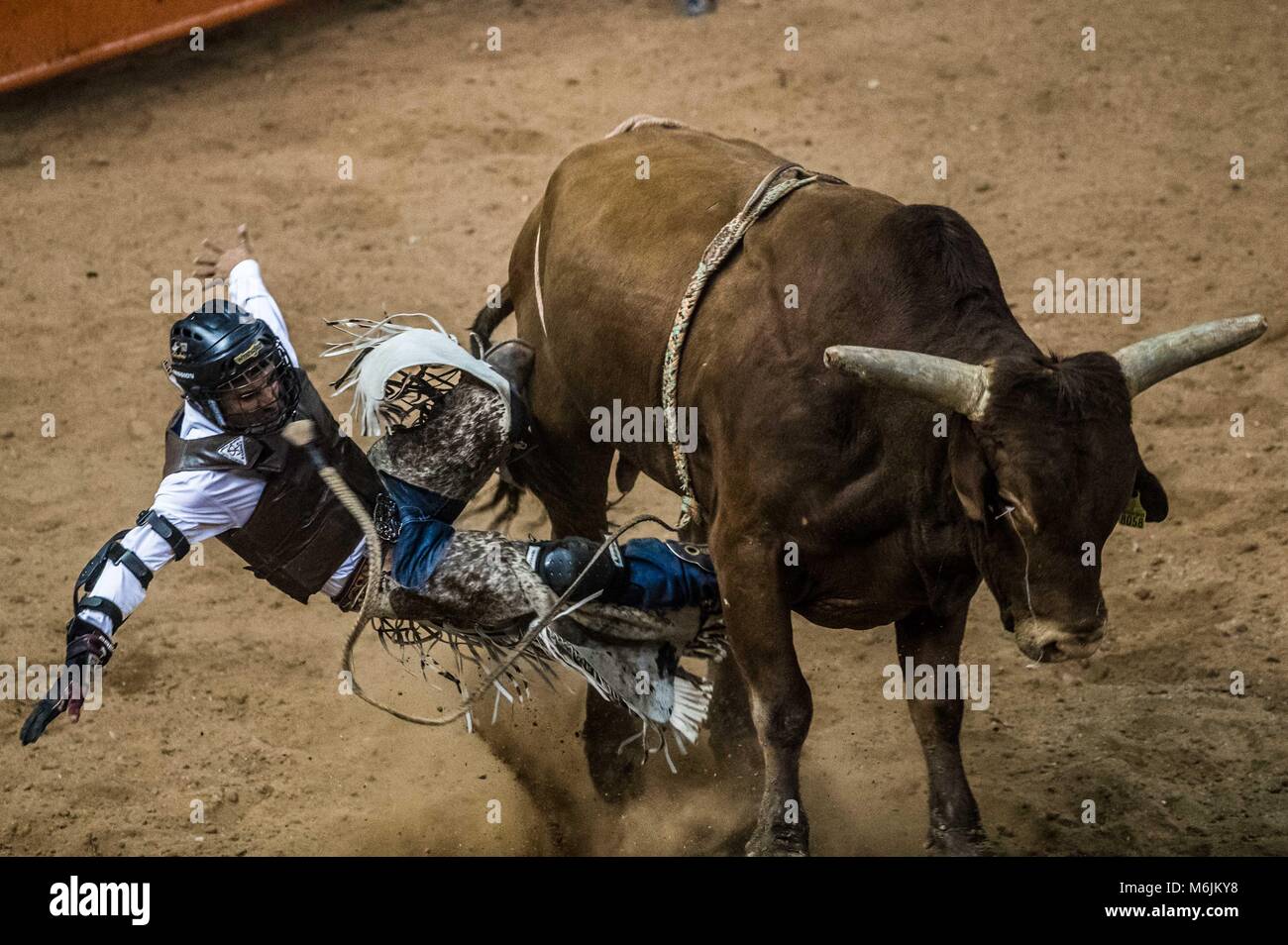 Cowboys sport, horse riding and bull riding, a strong circuit in ...