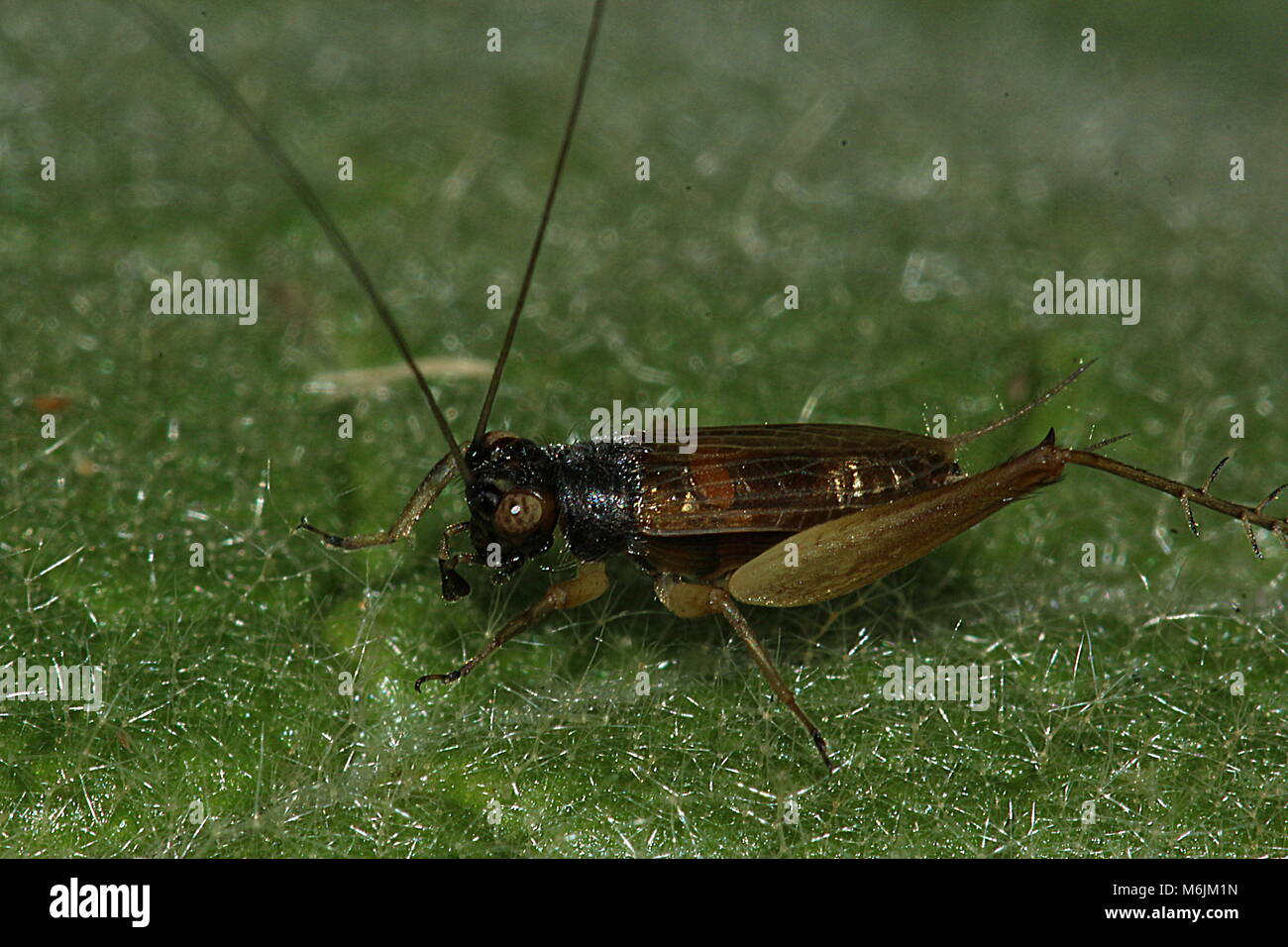 Close up photos of insects Stock Photo - Alamy
