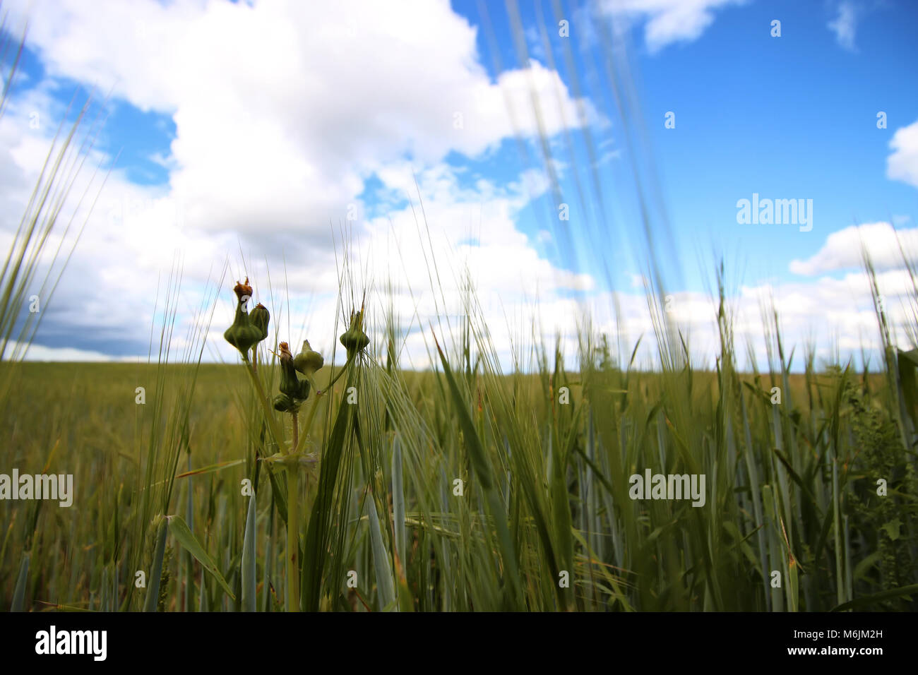 cereal rye field Stock Photo - Alamy