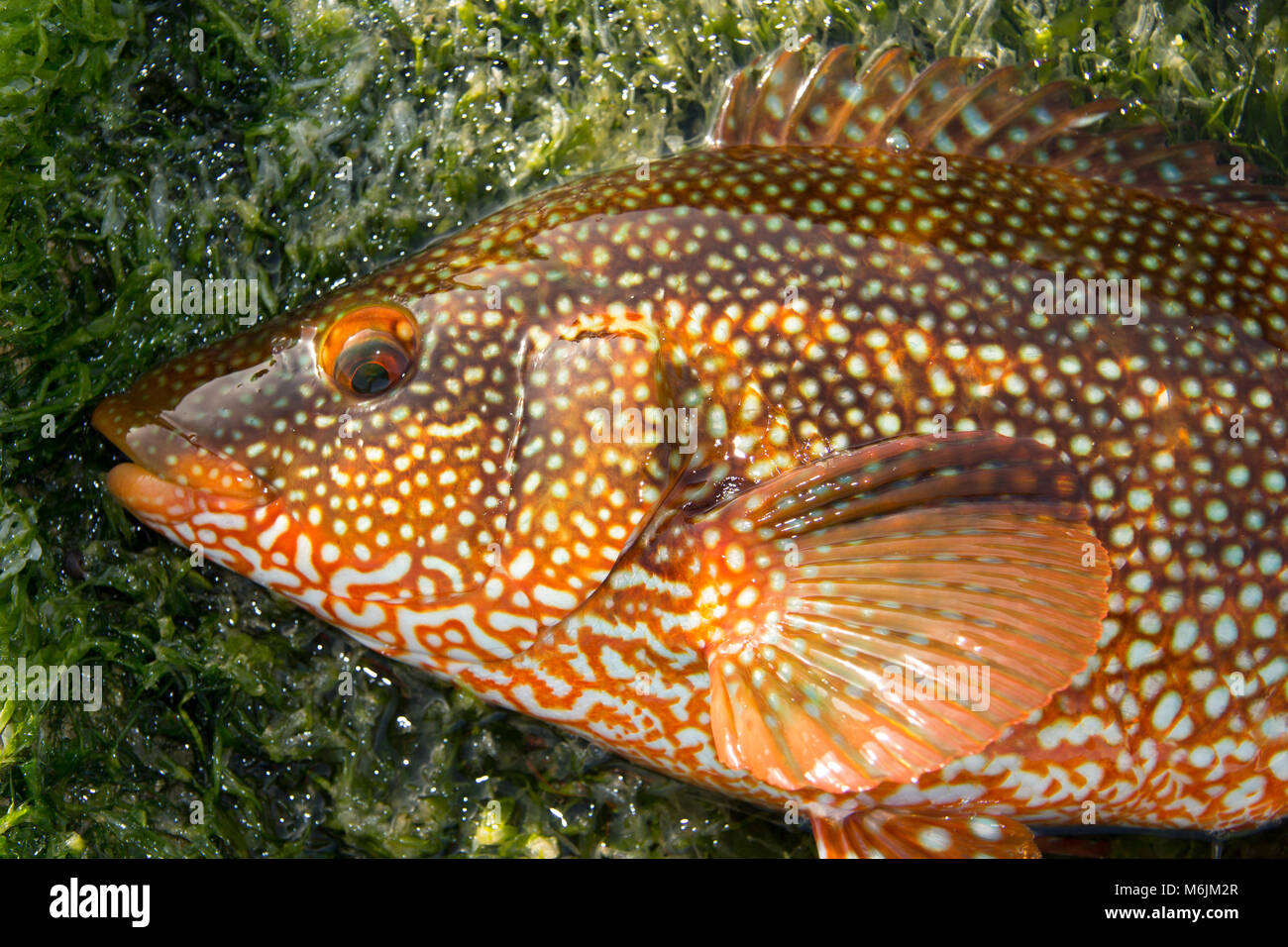 A Ballan wrasse, Labrus bergylta, caught lure fishing around Portland ...