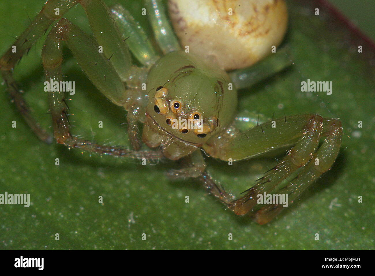 Six legged insects hi-res stock photography and images - Alamy