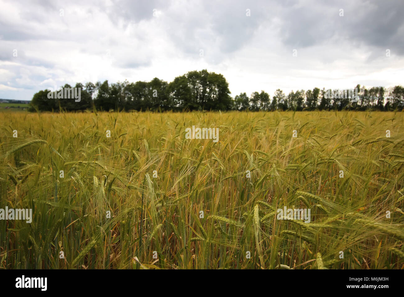 cereal rye field Stock Photo - Alamy
