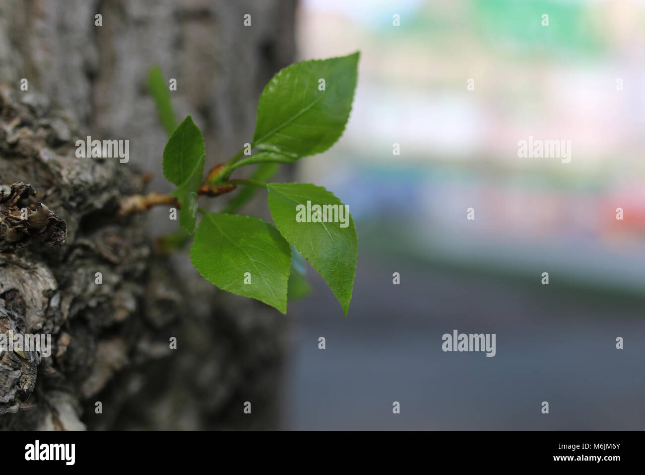 new leaf on tree Stock Photo - Alamy