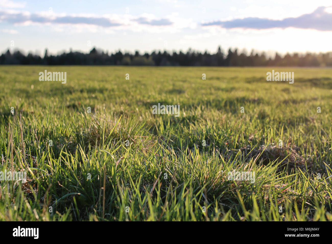 summer field wild pasture Stock Photo - Alamy