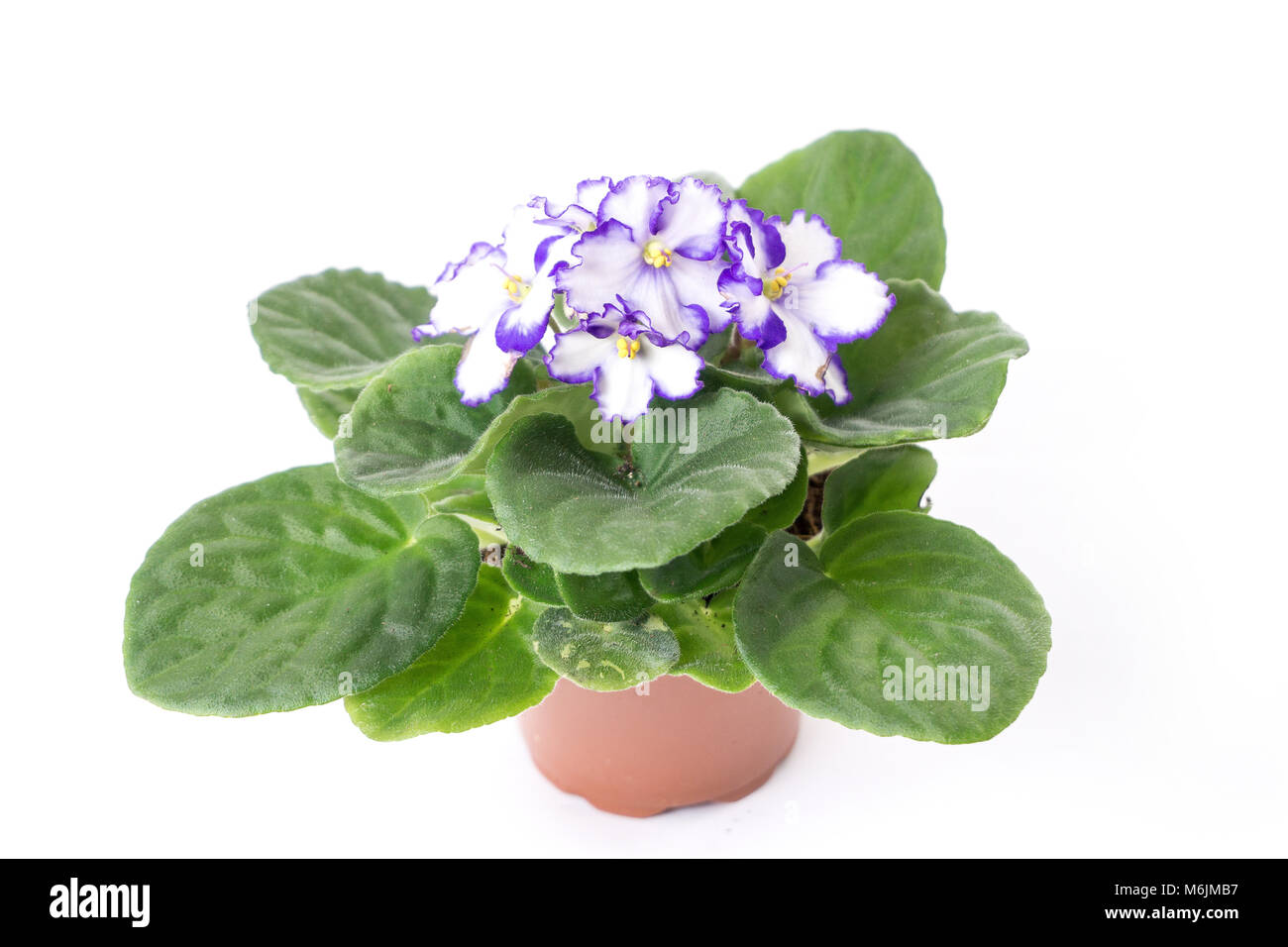 violaceous in a plastic pot, isolate on a white background Stock Photo ...