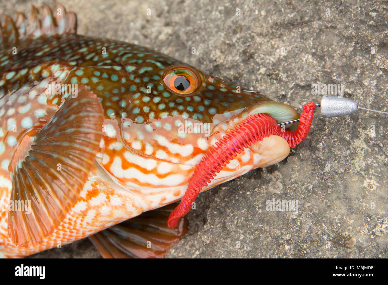 A Ballan wrasse, Labrus bergylta, caught lure fishing around Portland ...