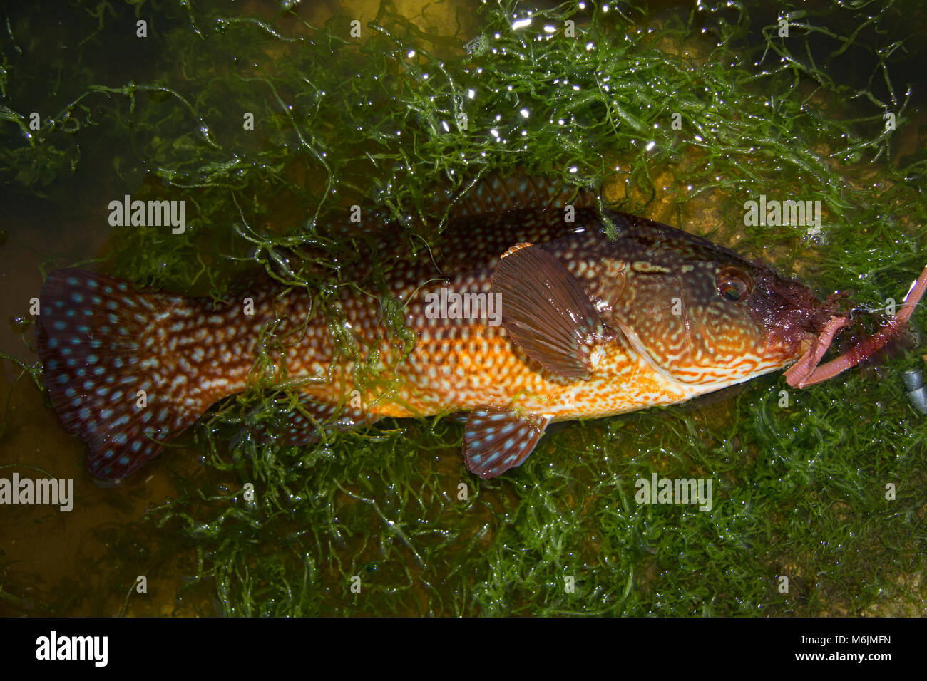 A Ballan wrasse, Labrus bergylta, caught lure fishing around Portland ...