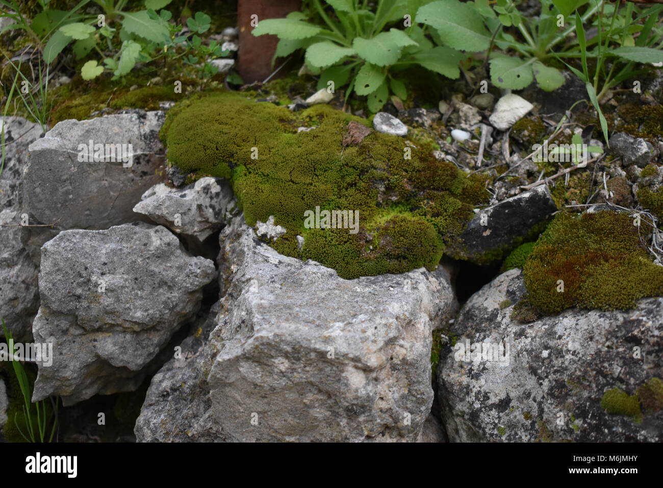 Green Moss on Stone Stock Photo - Alamy
