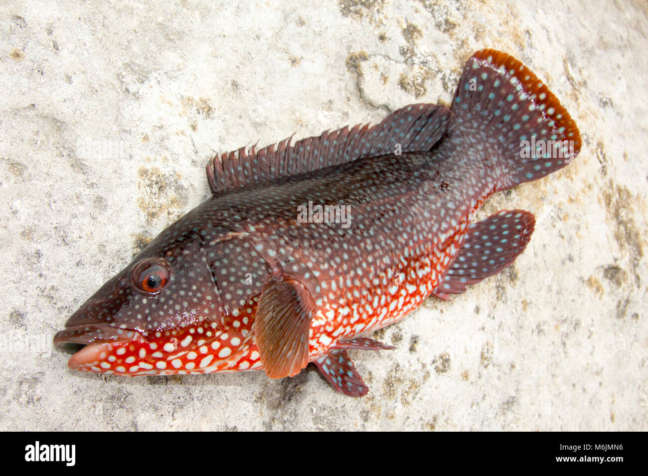 A Ballan wrasse, Labrus bergylta, caught lure fishing around Portland ...
