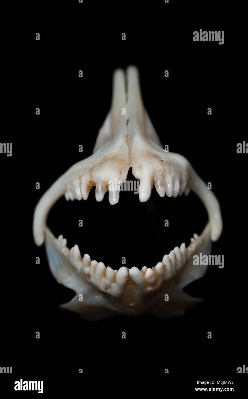 The jaws of a Ballan wrasse, Labrus bergylta,showing dentition. Wrasse ...