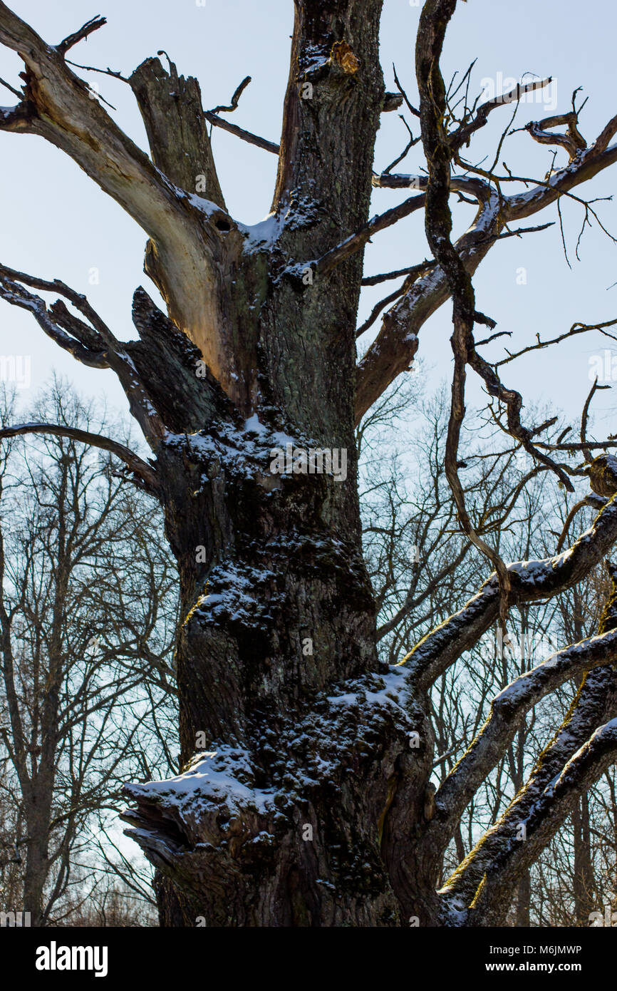 Lonely Tree Trunk in a Winter Day With a Little Snow on It Stock Photo ...