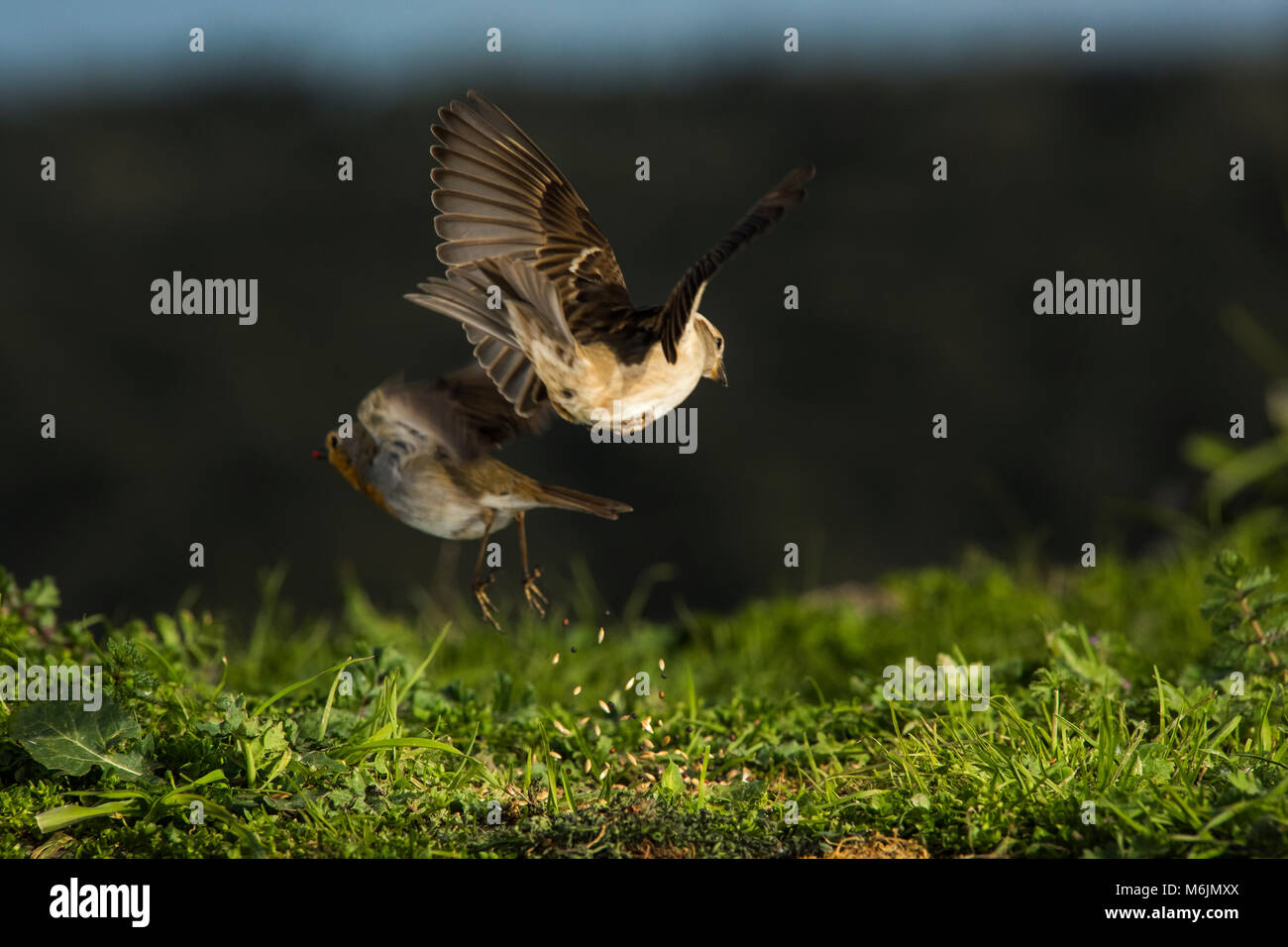 Robin flying hi-res stock photography and images - Alamy
