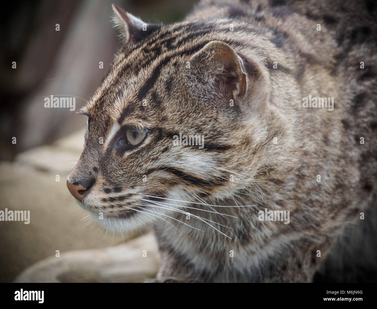 Scotland - Five Sisters Zoo, Polbeth, Livingston. Asian fishing cat ...