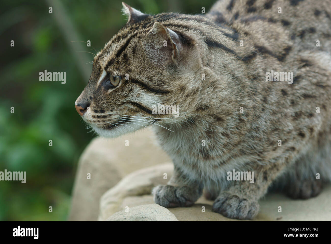 Scotland - Five Sisters Zoo, Polbeth, Livingston. Asian fishing cat ...