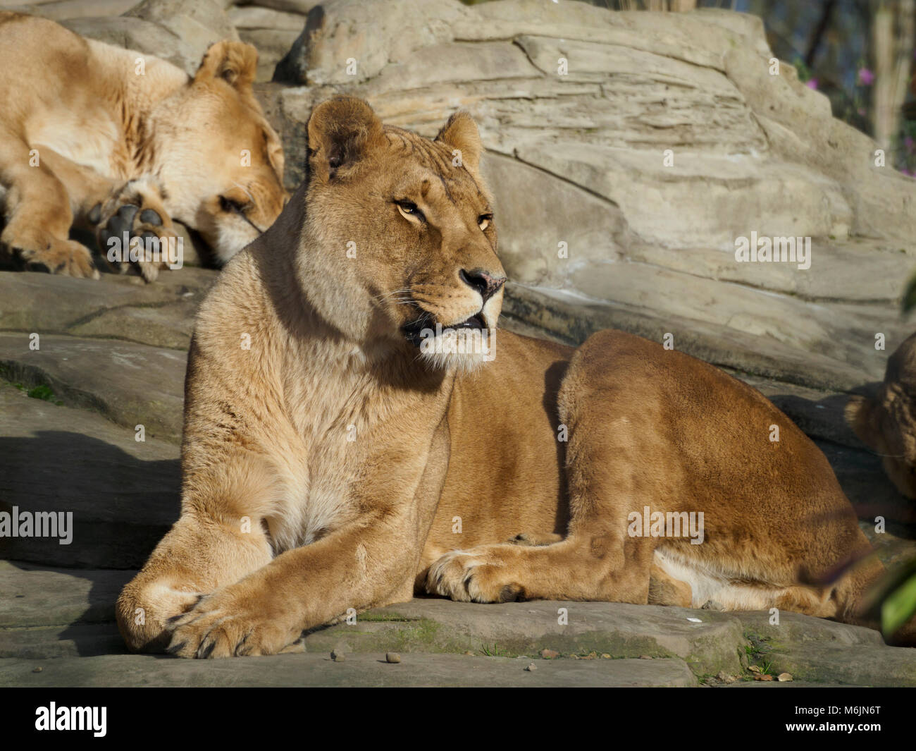 Five Sisters Zoo, near Livingston, Scotland. Rescued lionesses relax in ...