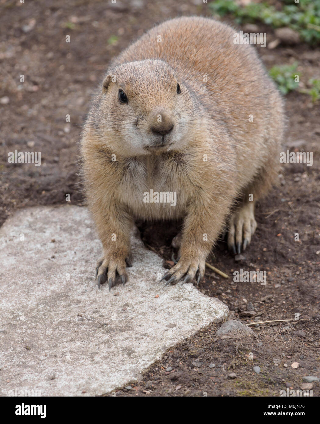 Scotland - Five Sisters Zoo, Polbeth, Livingston. Prairie dogs Stock ...