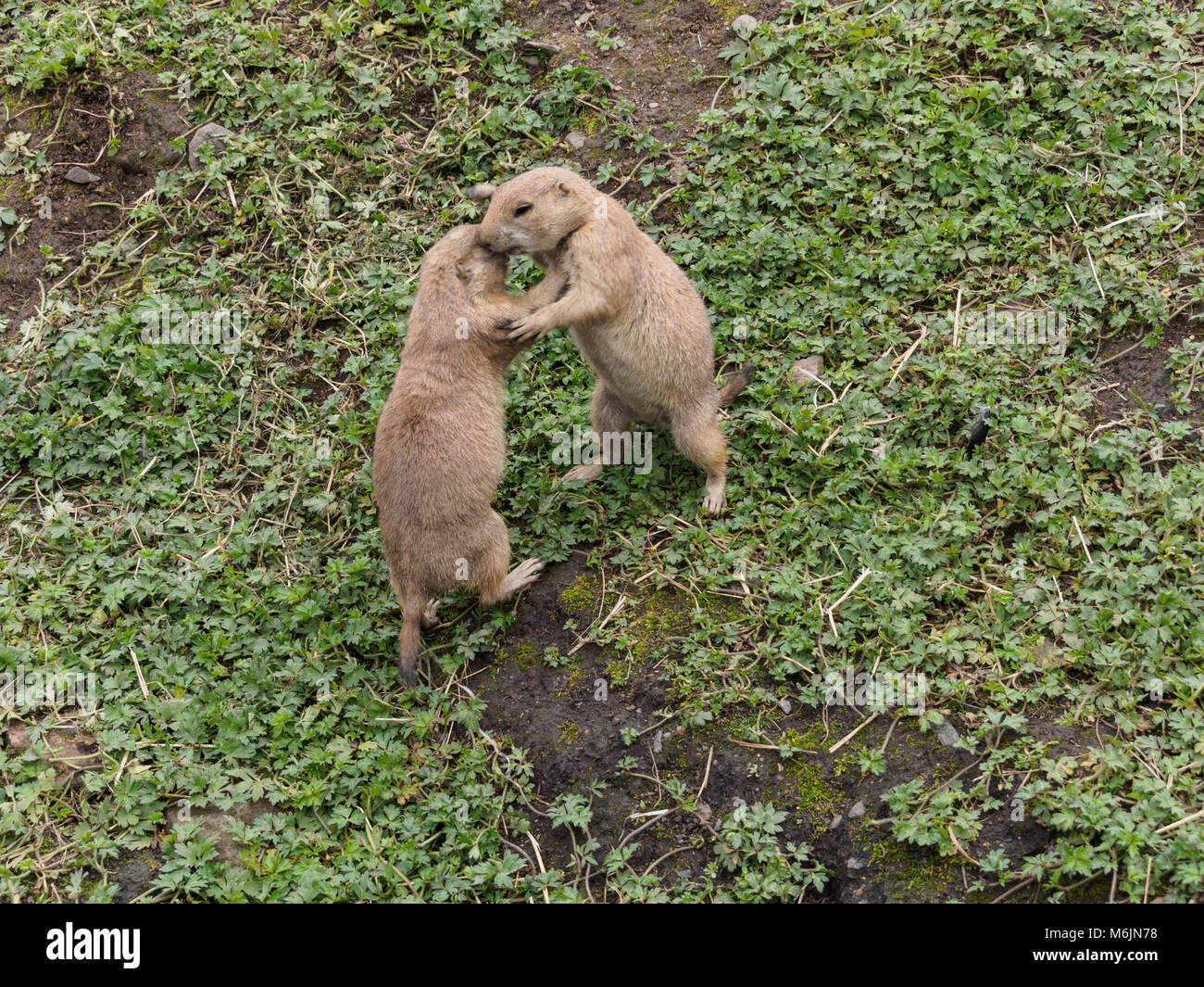 Scotland - Five Sisters Zoo, Polbeth, Livingston. Prairie dogs Stock ...