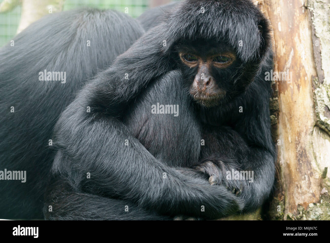 Scotland - Five Sisters Zoo, Polbeth, Livingston. Spider monkey Stock ...