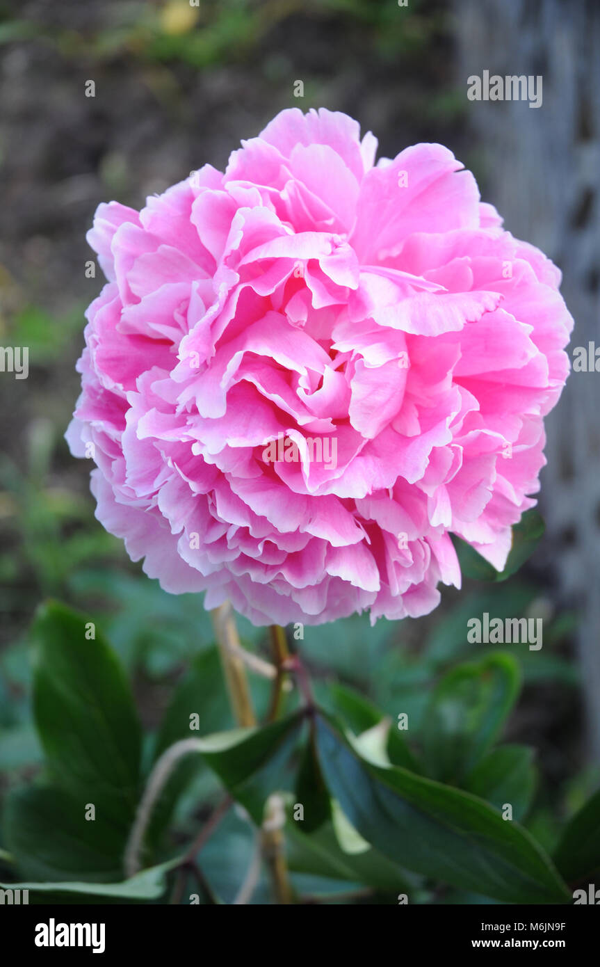 Paeonia (peony) 'Sarah Bernhardt' in close up Stock Photo - Alamy