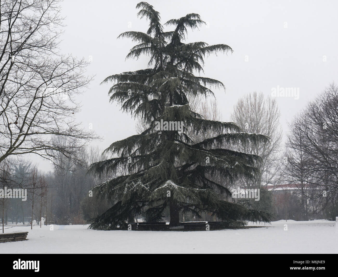 a majestic cedar tree in a snow-covered park Stock Photo - Alamy