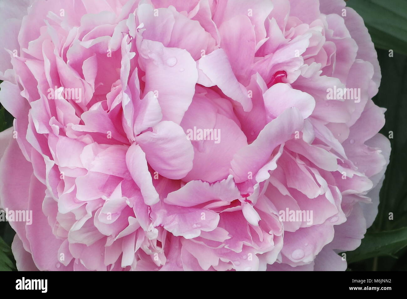 Blowsy blooms hi-res stock photography and images - Alamy