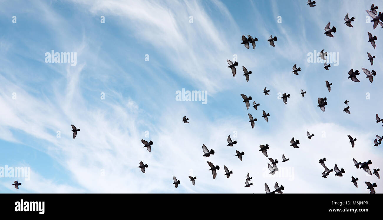 A flock of pigeons flies across the sky. Birds fly against the s Stock ...